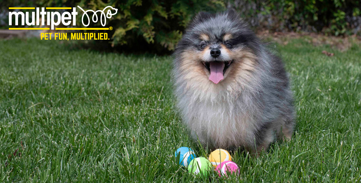 Multipet - burgham.ca